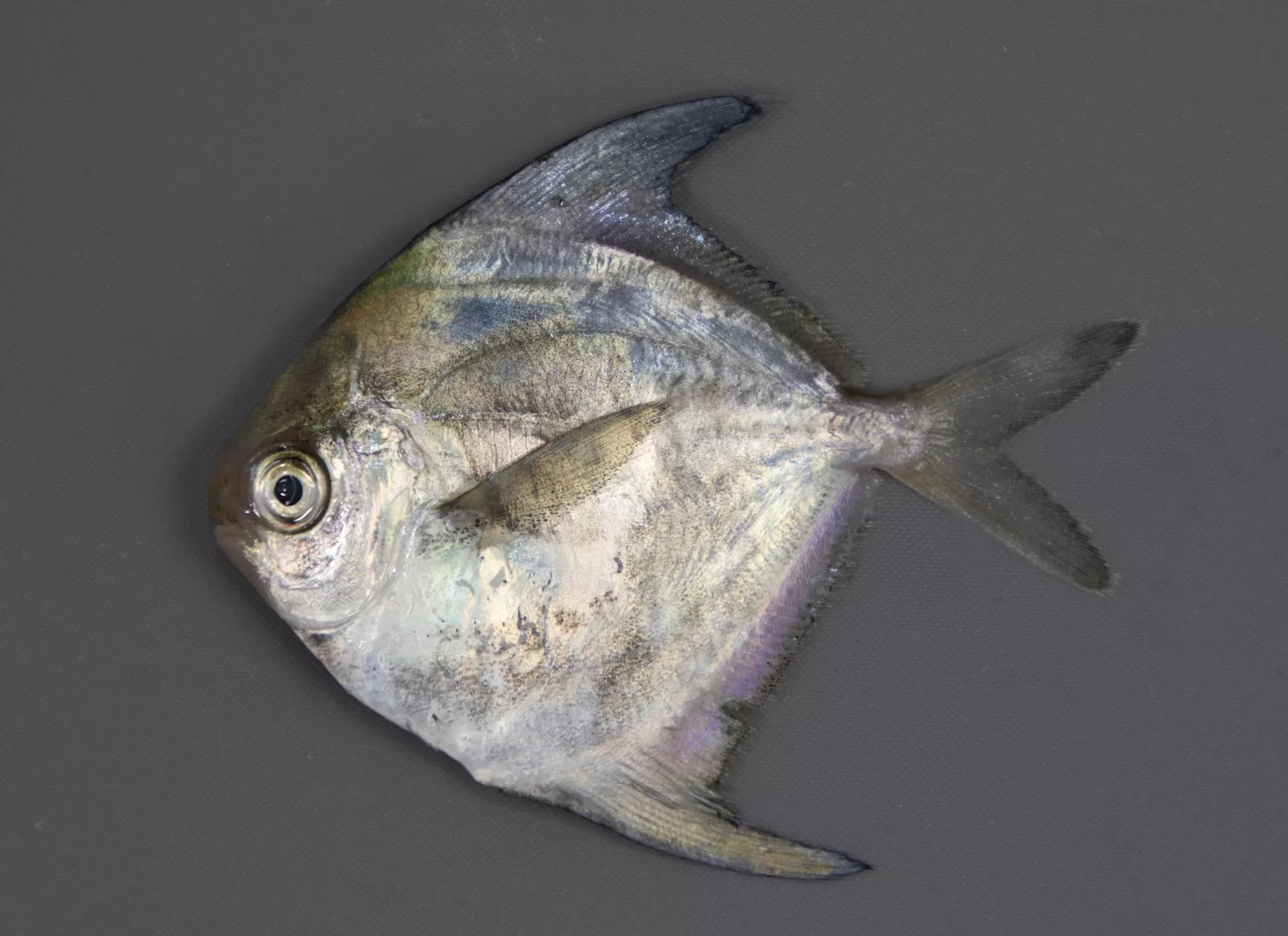 Peprilus paru - Whats My Bait