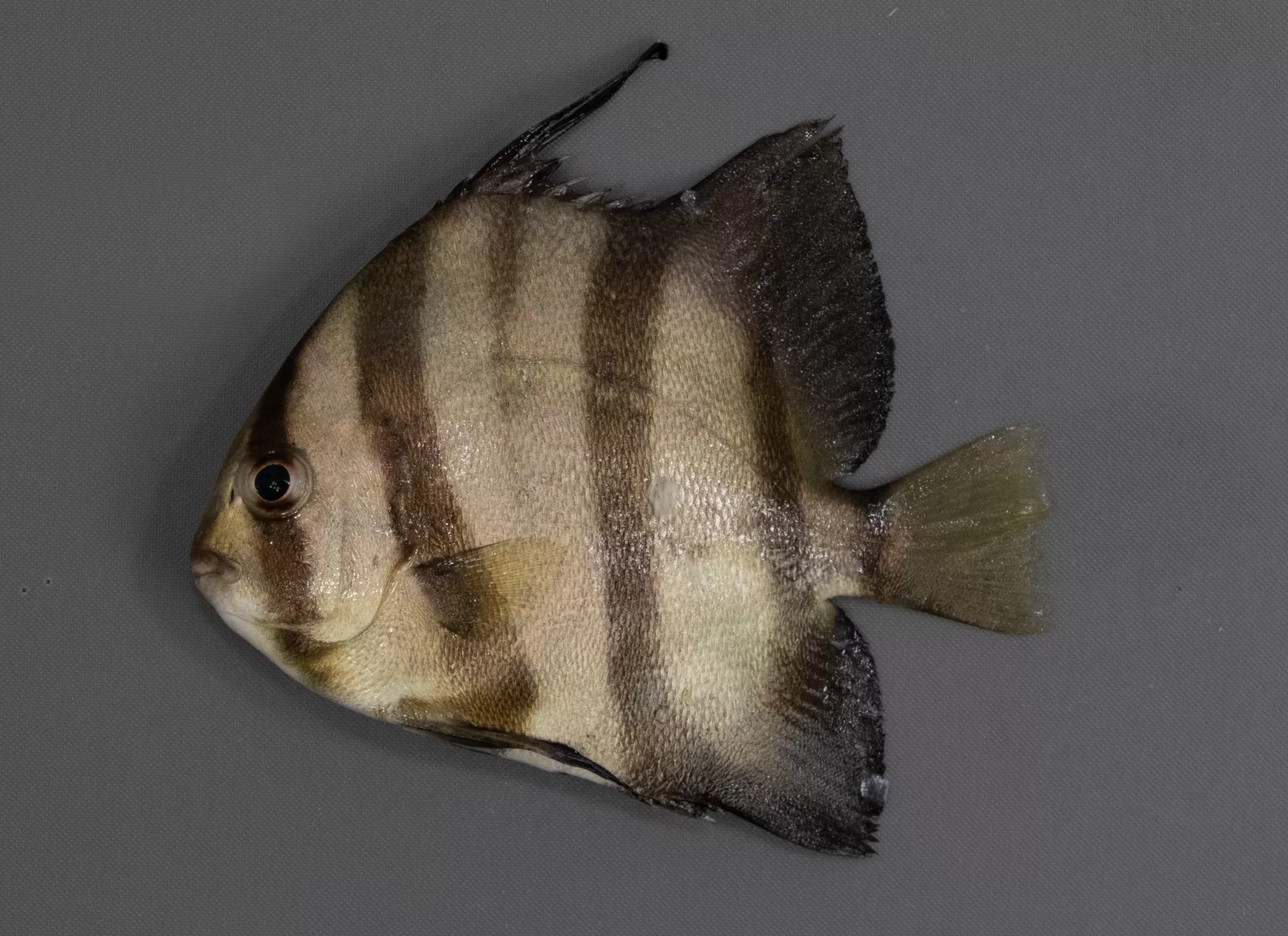 Chaetodipterus faber - Whats My Bait