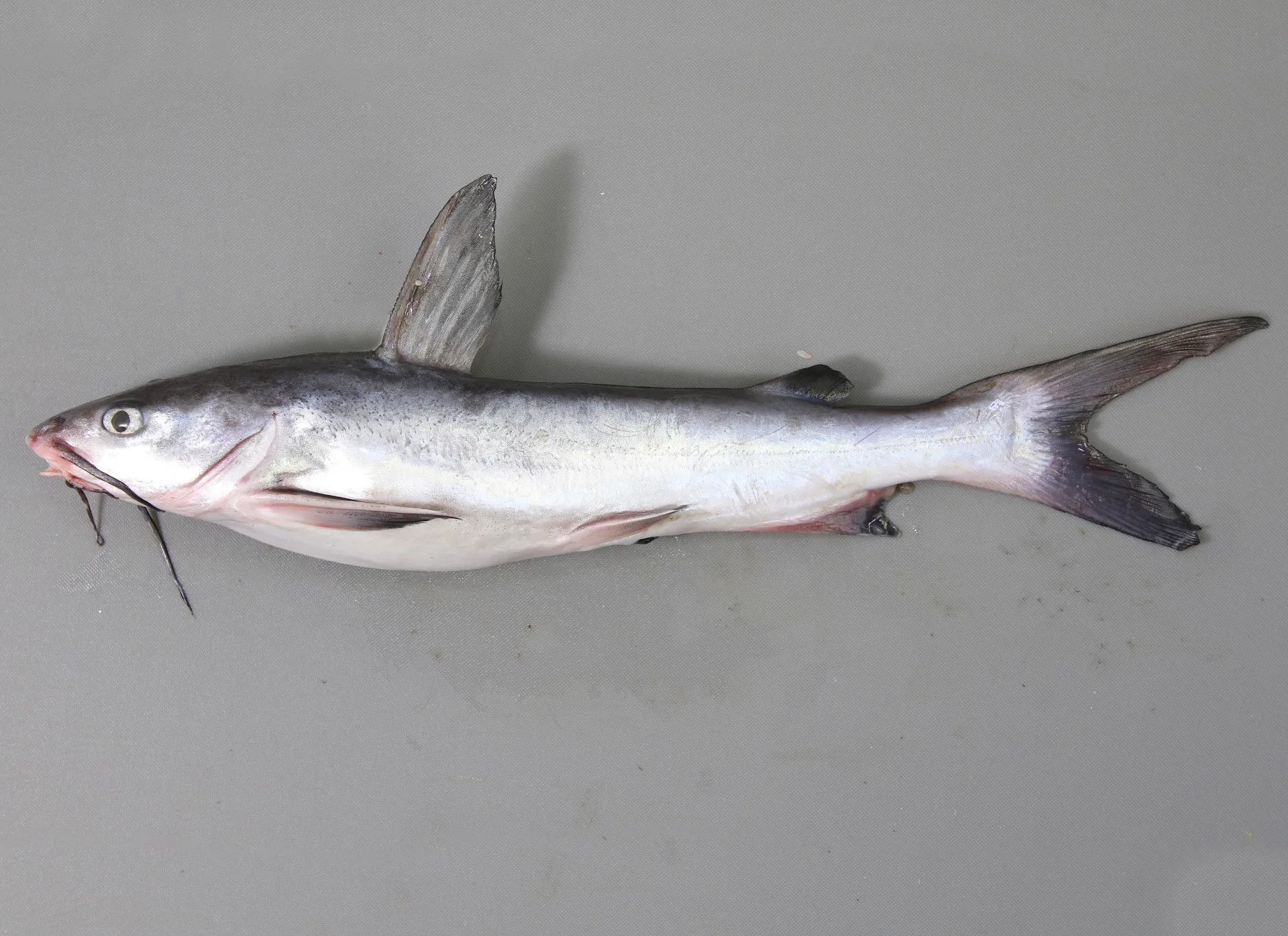 Ariopsis felis - Whats My Bait