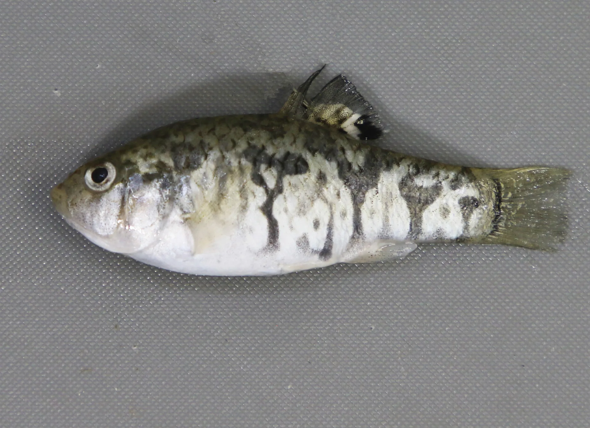 Cyprinodon variegatus variegatus - Whats My Bait