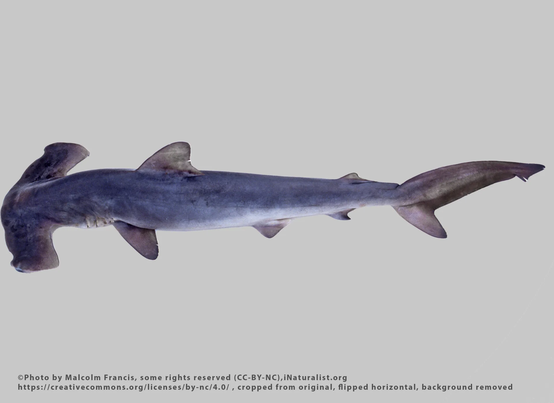 Sphyrna zygaena - Whats My Bait