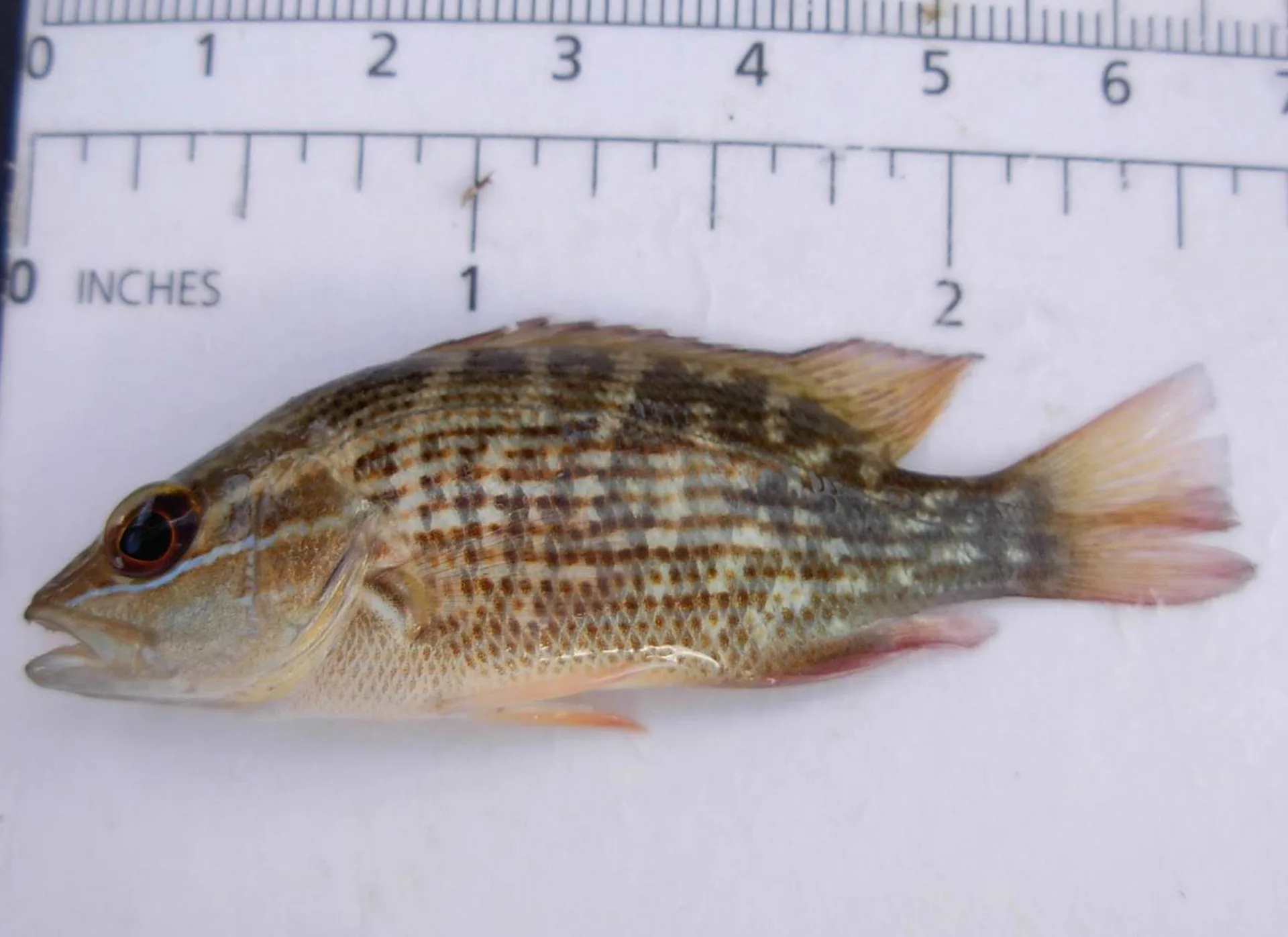 Lutjanus griseus - Whats My Bait