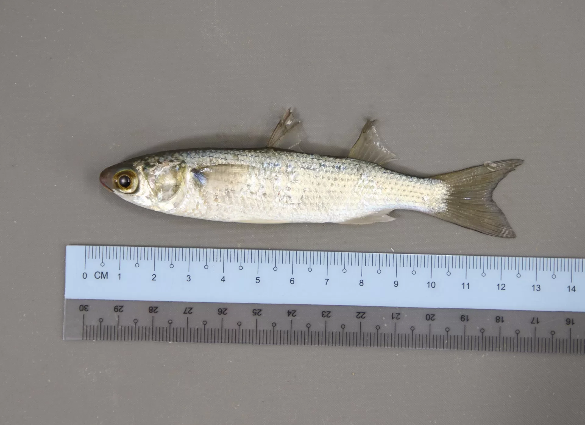 Bait or Supper…? The Striped Mullet is a Good Choice! - Whats My Bait